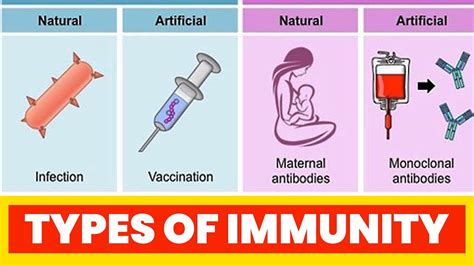 Different Types Of Legal Immunity At Debra Baughman Blog