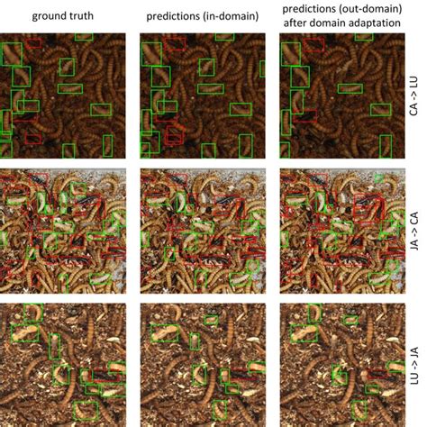 Comparison Of Predictions With Ground Truth For In Domain And Download Scientific Diagram
