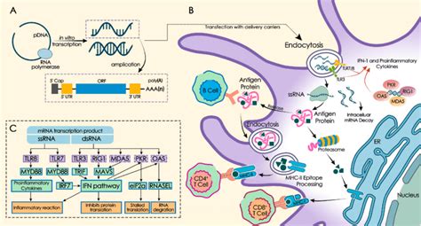 Mrna Enzymes Krishgen Biosystems