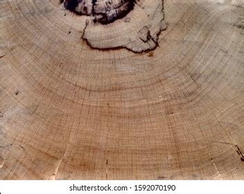 Softwood Cardboard Royalty Free Images Stock Photos Pictures