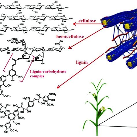Schematic Diagram Of Steps In The Lignocellulosic Biomass Fractionation