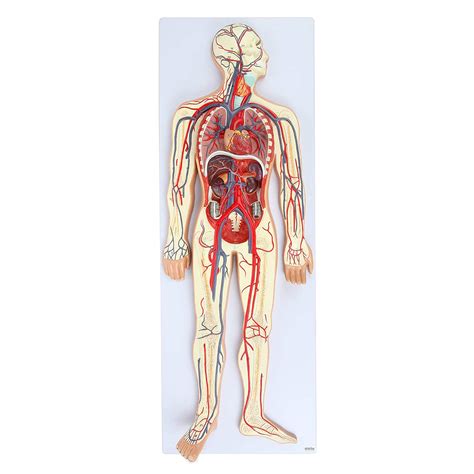 Anatomical Model Vascular At Billy Mcmanus Blog