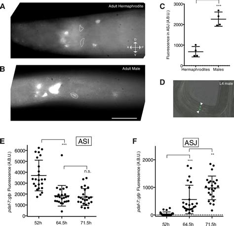 Figures And Data In Sexually Dimorphic Control Of Gene Expression In