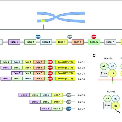 HLA G Effect In The Different Cells Of The Immune System A Download Scientific Diagram