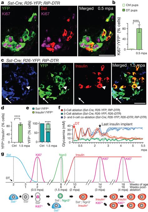 Sst Cre R26 Yfp Rip Dtr Juvenile Mice A Immunofluorescence For Yfp
