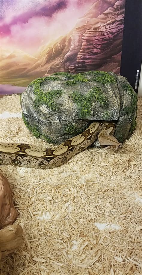 Zuko Striking A Pose For Me R Sneks