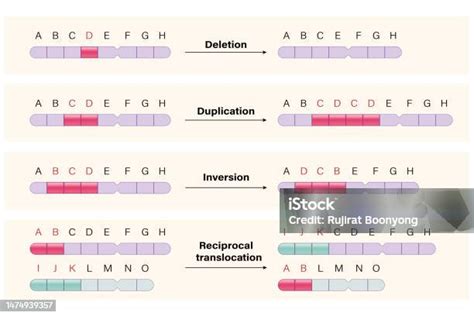 Alteration Of Chromosome Structure Deletion Duplication Inversion Translocation向量圖形及更多centromere