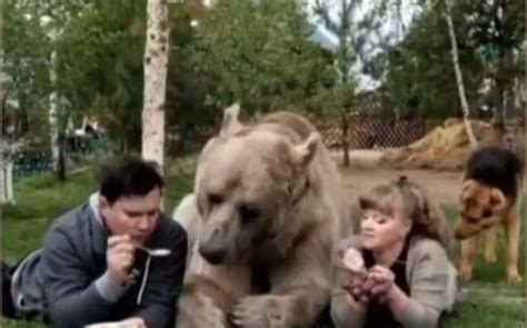 رفاقت یک خانواده روس با خرس فیلم