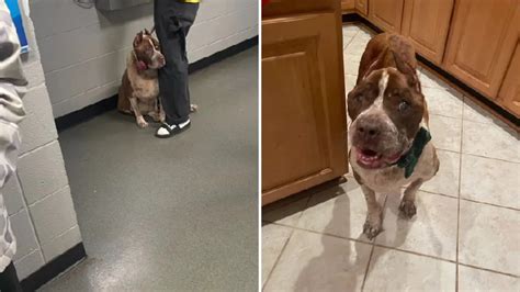 Seymour El Perro Anciano Que Suplicó No Ser Abandonado Y Ahora Es