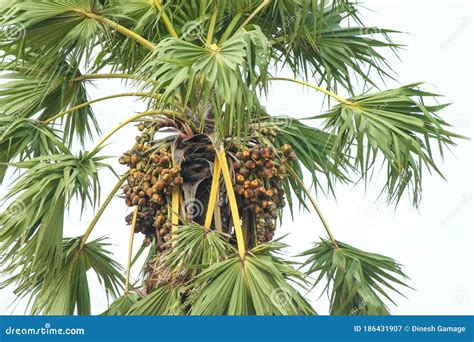 Borassus Flabellifer Commonly Known As Doub Palm Palmyra Palm Tala