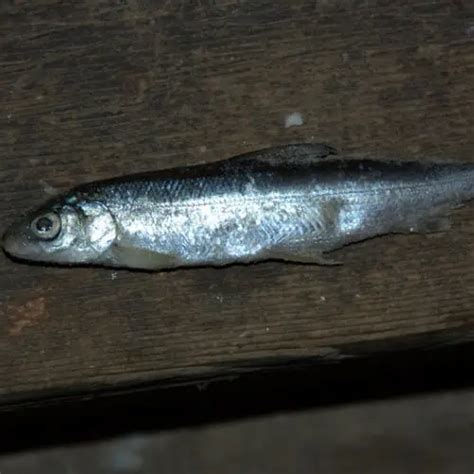 List Of Fish Species In The Innoko River Updated Pond Informer