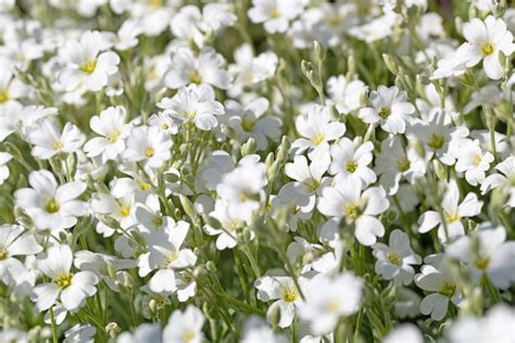 Купить Ясколка войлочная Silberteppich - Ясколка - GardenPlants