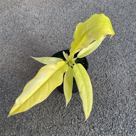 Philodendron ‘ring Of Fire Gold Philodendron Hybrid › Anything Grows