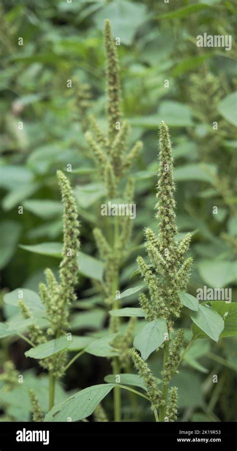 Green Plants And Flowers Of Amaranthus Powellii Also Known As Powells