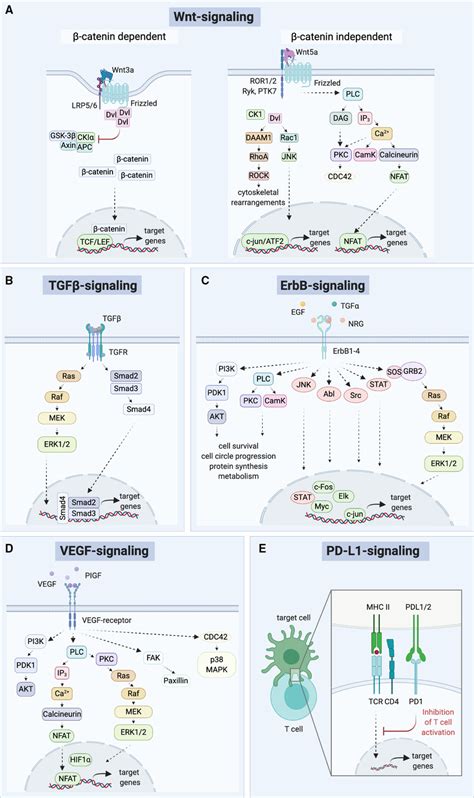 Overview Of Oncogenic Signaling Cascades Discussed In This Review A