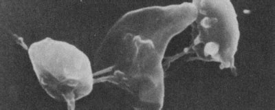 Archaea CRISPR Systems Grab DNA Memories During Interspecies Mating The Scientist Magazine