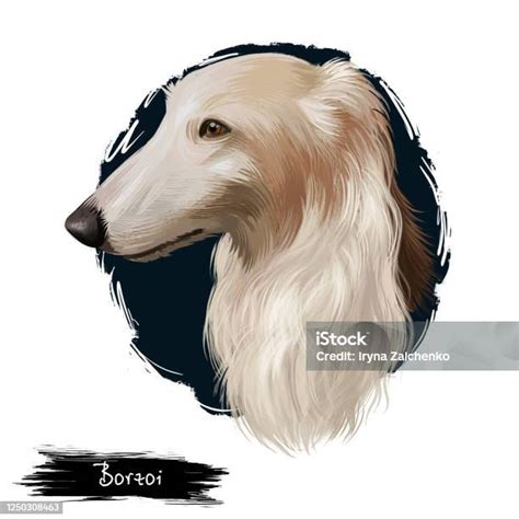 보르조이 러시아 울프하운드 러시아 사냥 시력 하운드 개 디지털 아트 일러스트 는 흰색 배경에 고립 러시아어 원산지 사냥 개