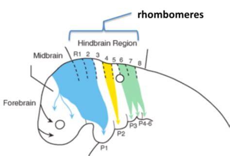 lecture 9 induction and patterning of the nervous system flashcards