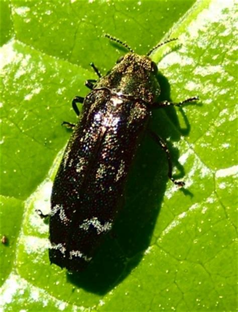 高尾山の虫見シュランガイドその9 虫撮る人々