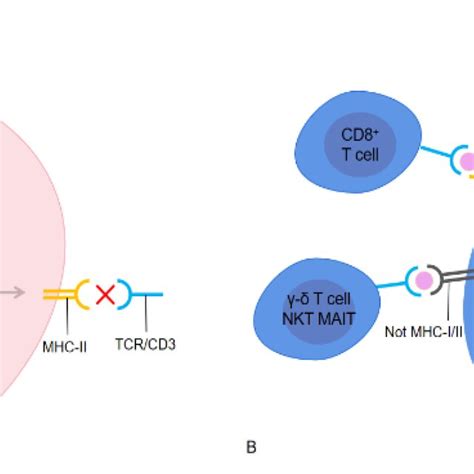 Evasion Of T Cell Recognition Versus T Cell Activation By Mtb Infected Download Scientific