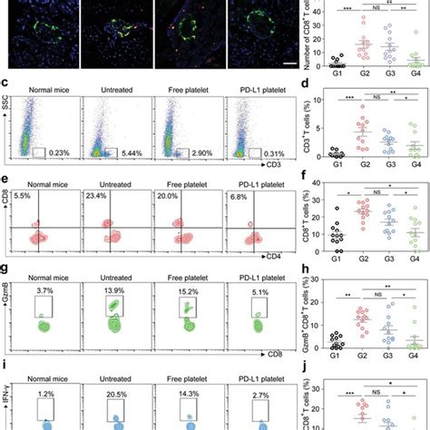 Characterizations Of The T‐cell Status In The Pancreas Of Diabetic Nod Download Scientific