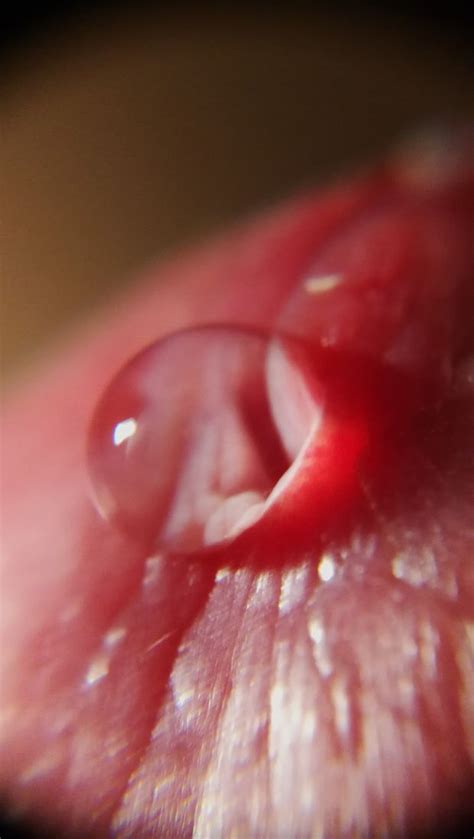 Macro Picture Of A Dick Head With Precum Pic