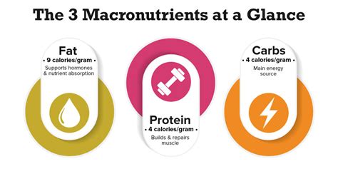 Understanding Macros A Beginners Guide To Protein Carbs And Fats