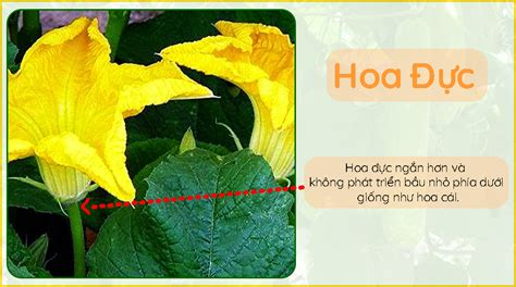 C Ch Ph N Bi T Hoa B C V C I V N Babylon