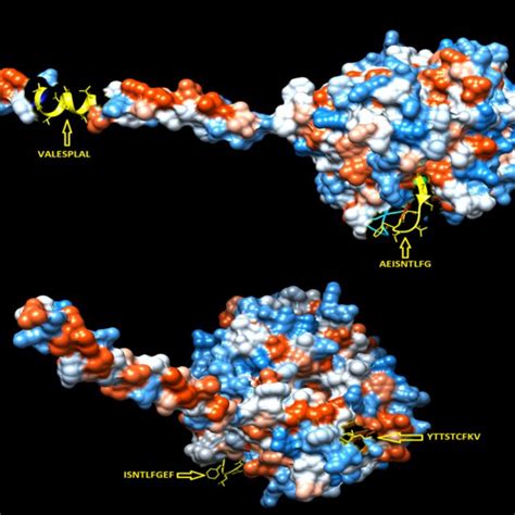 Pymol Visualization Shows The Polar Binding Interaction Between