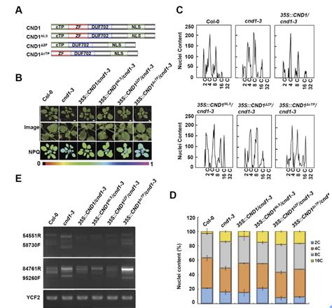 药用植物生理生态研究所发现叶绿体——细胞核基因组稳态的协同调控新模式 药用植物生理生态研究所