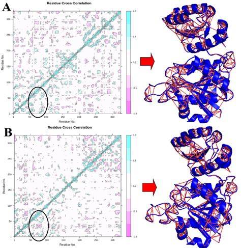 Dynamic Cross Correlation Matrix Dccm Of V27f A And Wt C The