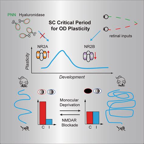 A Developmental Critical Period For Ocular Dominance Plasticity Of