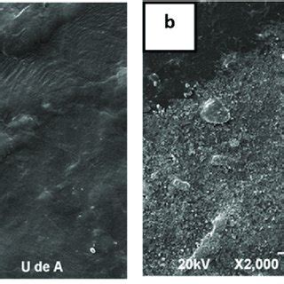 SEM Images Of A Bare LDPE Pellet And B TiO2 LDPE Pellet Download Scientific Diagram