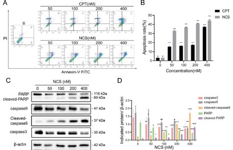 Ncs Induced Apoptosis In Mda Mb 231 Cells A Mda Mb 231 Cells Were Download Scientific Diagram