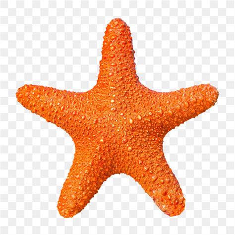Echinoderm Png Images Free Photos Png Stickers Wallpapers