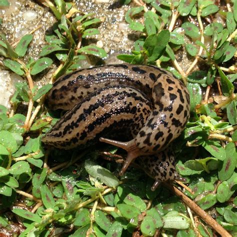 Stockton Biology News And Views The Beautiful Life Of The Leopard Slug