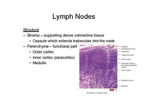 The Lymphatic System Lectures Objectives Understand The Origin