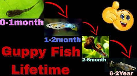 Life Cycle Of Guppy Fish