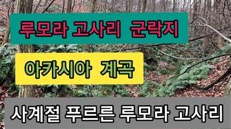 루모라 고사리 군락지 아카시아 계곡 Youtube