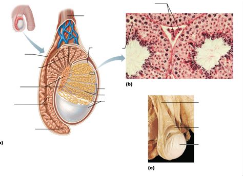AP LAB CH REPRODUCTIVE SYSTEM Diagram Quizlet