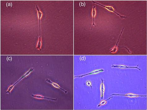 Different Shapes And Numbers Of Cells Were Successfully Identified With Download Scientific