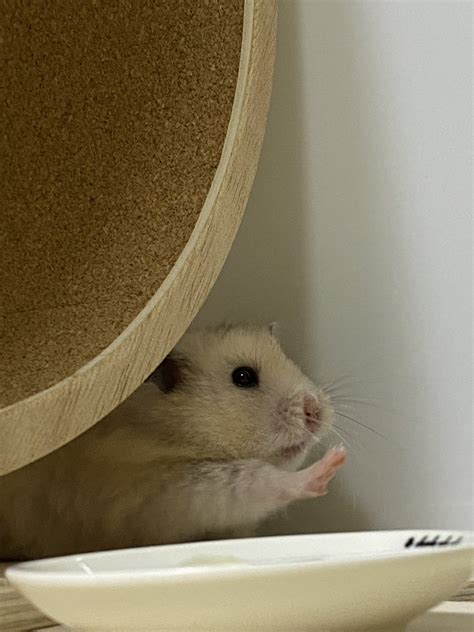 𝙱𝚎𝚗𝚒🐹 On Twitter 햄스터 기지개 수염부터 꼬리끝까지해서 보는 내가 다 개운함