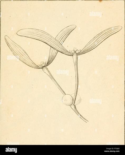 A 1809 Text By Linnaeus Detailing The Elements Of Botany And His Classification System For