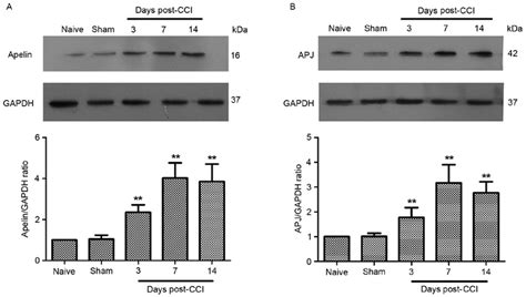 Expression Of Apelin And Apj Protein In Rat Spinal Cord Following Cci