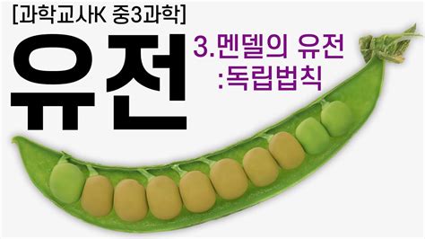중3과학 Ⅴ생식과 유전 2 3멘델유전독립법칙 Youtube