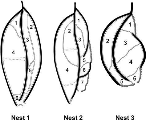 Lateral View Schematic Illustrations Of The Internal Chamber Download Scientific Diagram