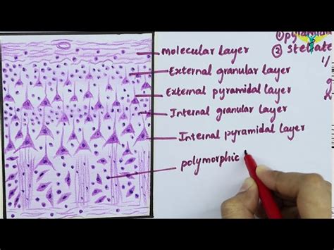 Cerebral Cortex Histology Labeled