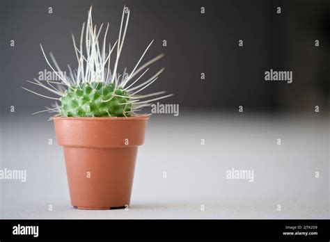 Mini Mammillaria Spinosissima Or Un Pico One Spine Per Areole Stock Photo Alamy