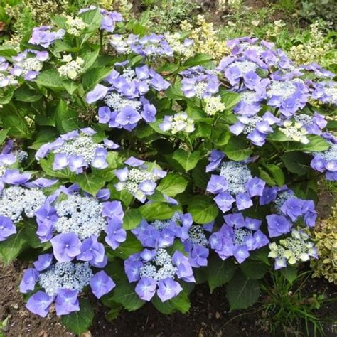 Hydrangea Macrophylla Teller Blue Lacecap Hydrangea Siteone