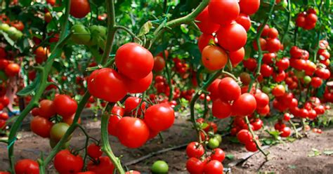 Как да поливаме правилно доматите в различните периоди на развитие За